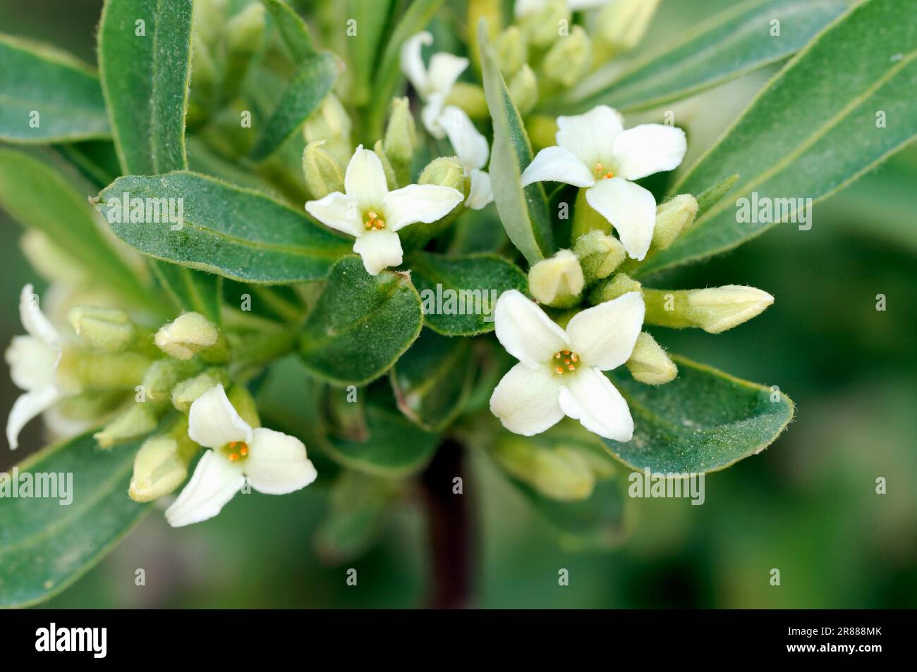 Alpine daphne (Daphne alpina Stock Photo - Alamy