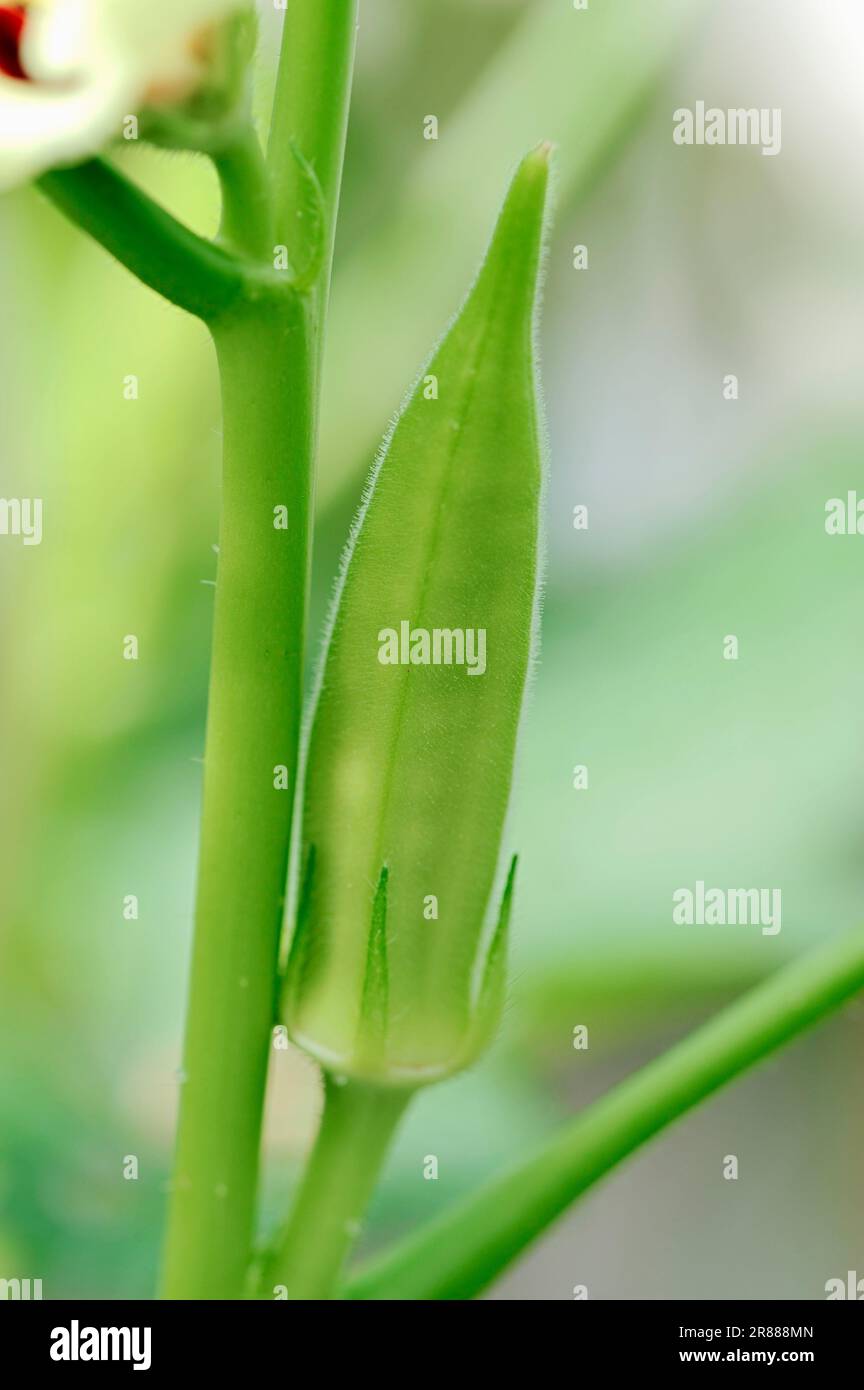 Okra (Abelmoschus esculentus), fruit (Hibiscus esculentus), Lady 's ...