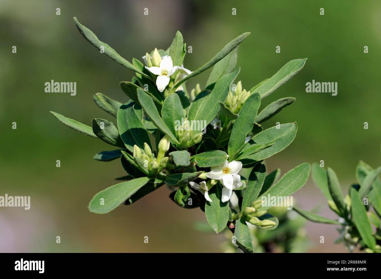 Alpine daphne (Daphne alpina Stock Photo - Alamy