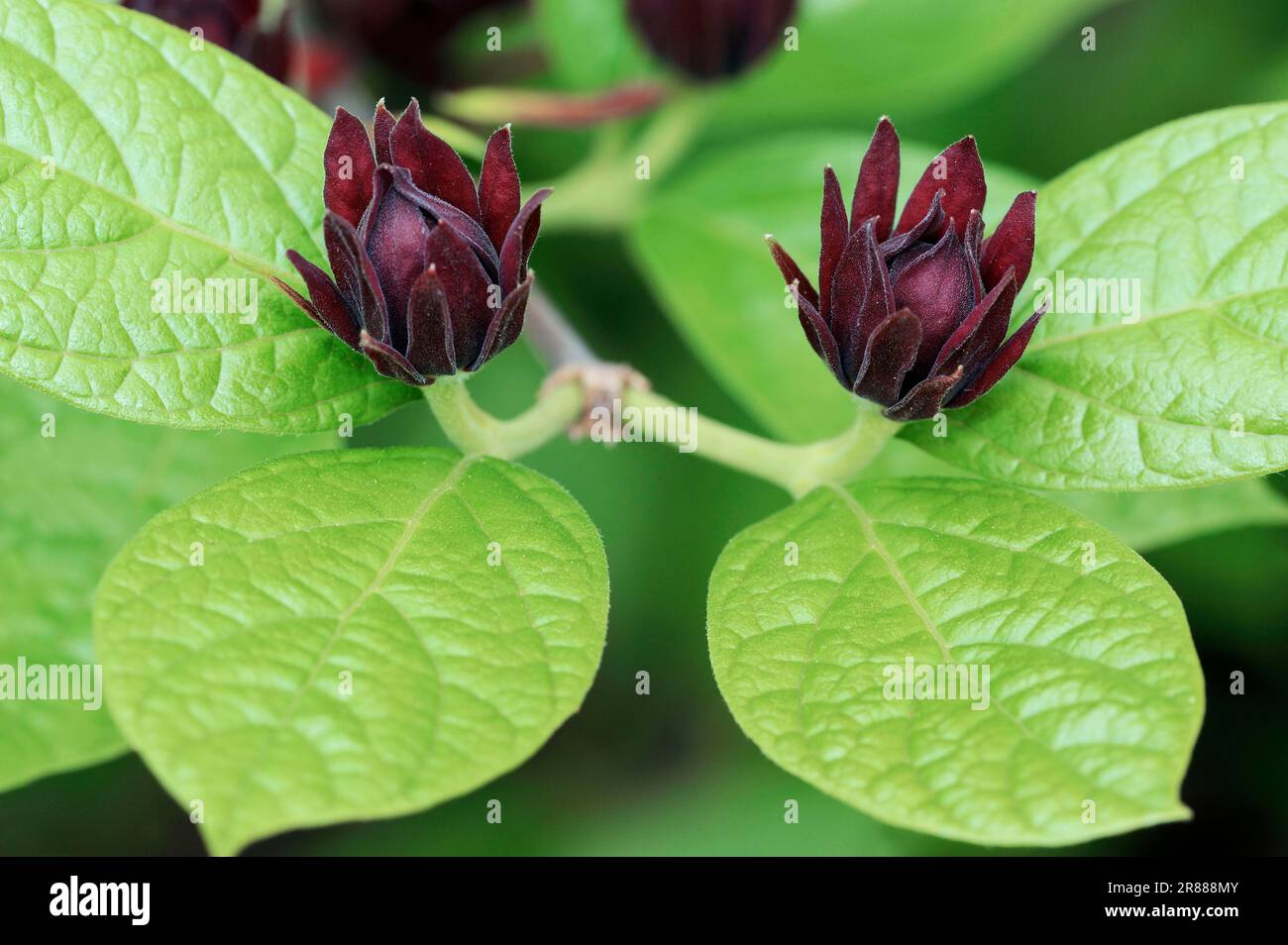 Common Sweetshrub (Calycanthus floridus), Carolina Allspice, Strawberry ...