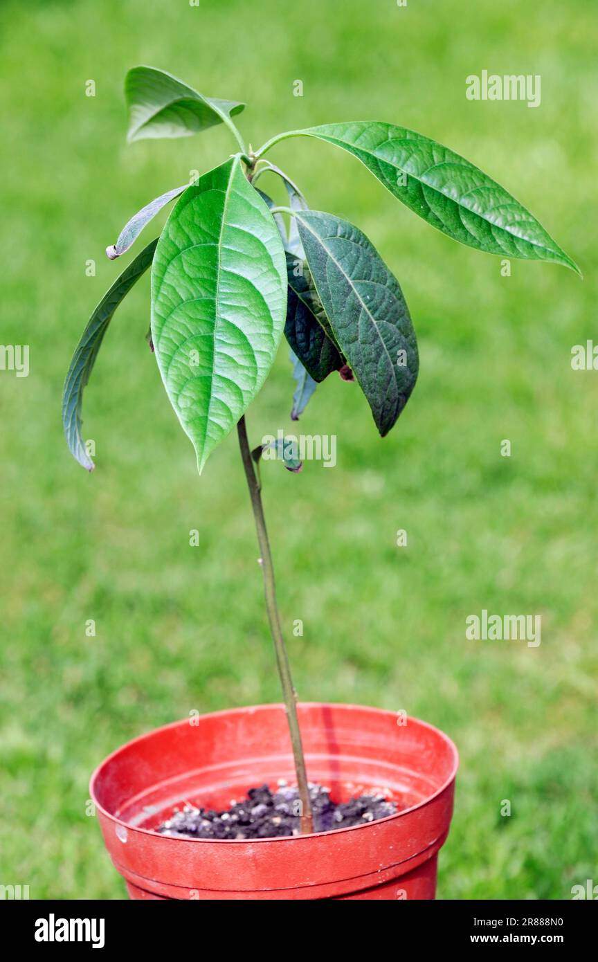 Avocado (Persea americana), seedling, Lauraceae Stock Photo - Alamy