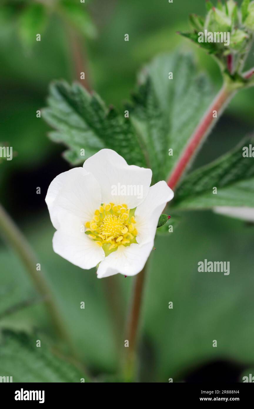 Drymocallis rupestris (Potentilla rupestris Stock Photo - Alamy