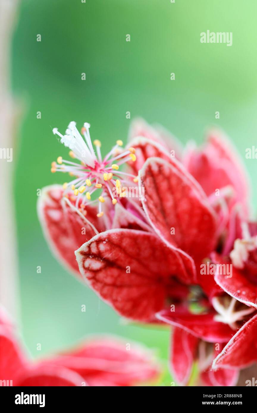 Goethe flower, goethe plant (Goethea cauliflora Stock Photo - Alamy