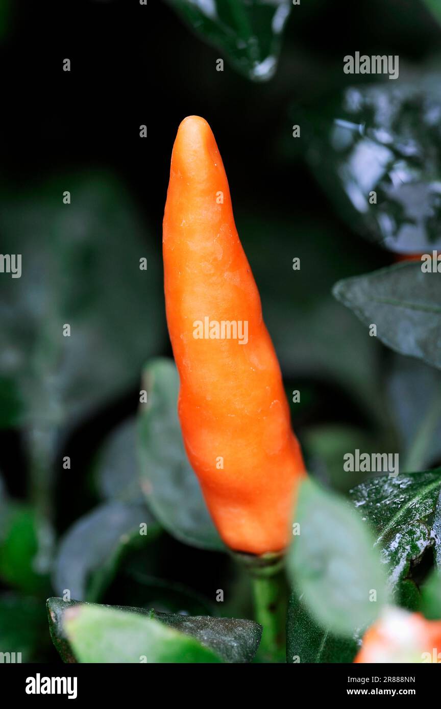 Pepper, fruit (Capsicum annuum Stock Photo - Alamy