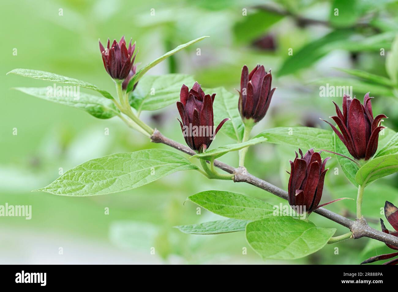Common Sweetshrub (Calycanthus floridus), Carolina Allspice, Strawberry ...
