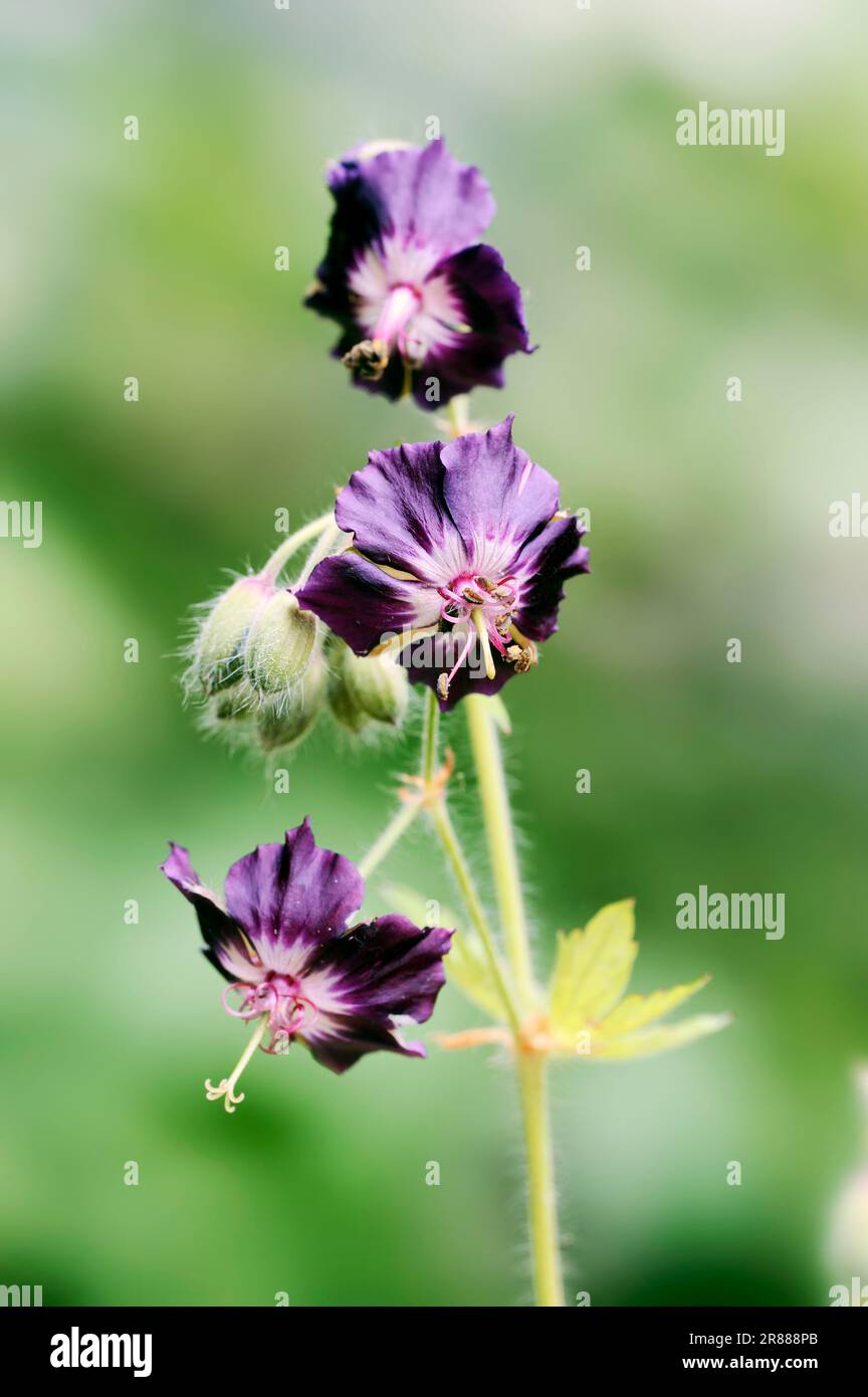 Dusky Cranesbill, Dusky Cranes-bill, Dusky Mourning (Geranium phaeum ...