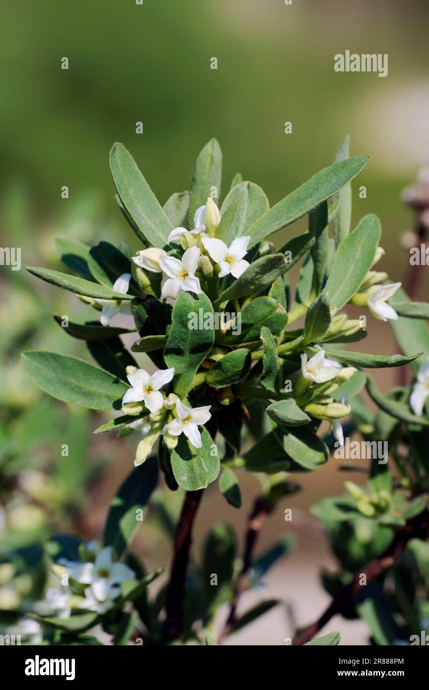 Alpine daphne (Daphne alpina Stock Photo - Alamy