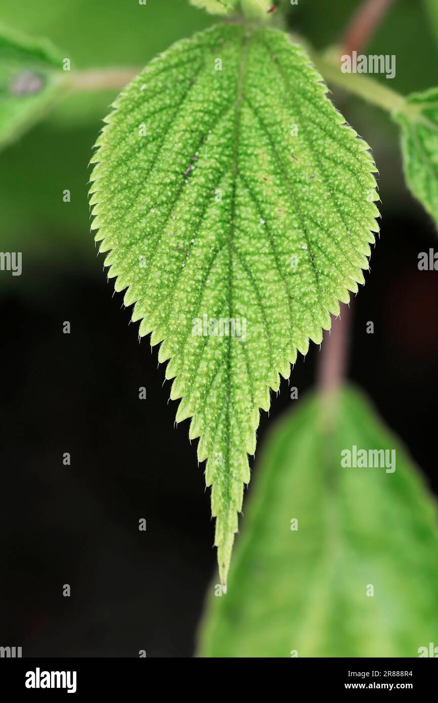 Canadian wood nettle hi-res stock photography and images - Alamy