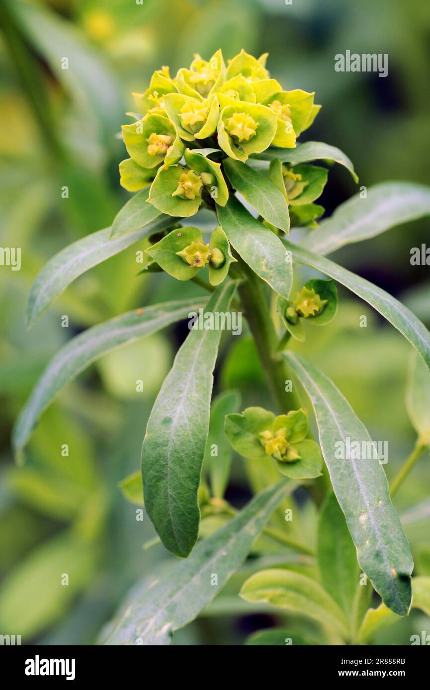 Leafy Spurge, Green Spurge (Euphorbia esula Stock Photo - Alamy