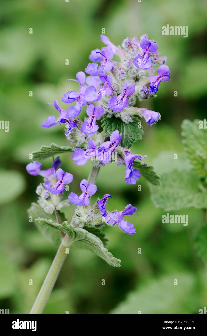 Cataria plant hi-res stock photography and images - Alamy