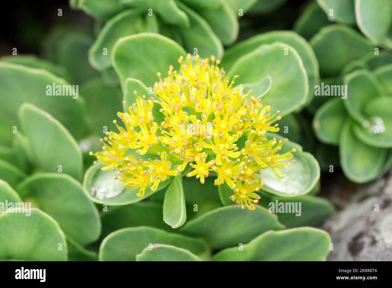 Golden root (Rhodiola rosea), Golden root, Aaron's rod Stock Photo - Alamy