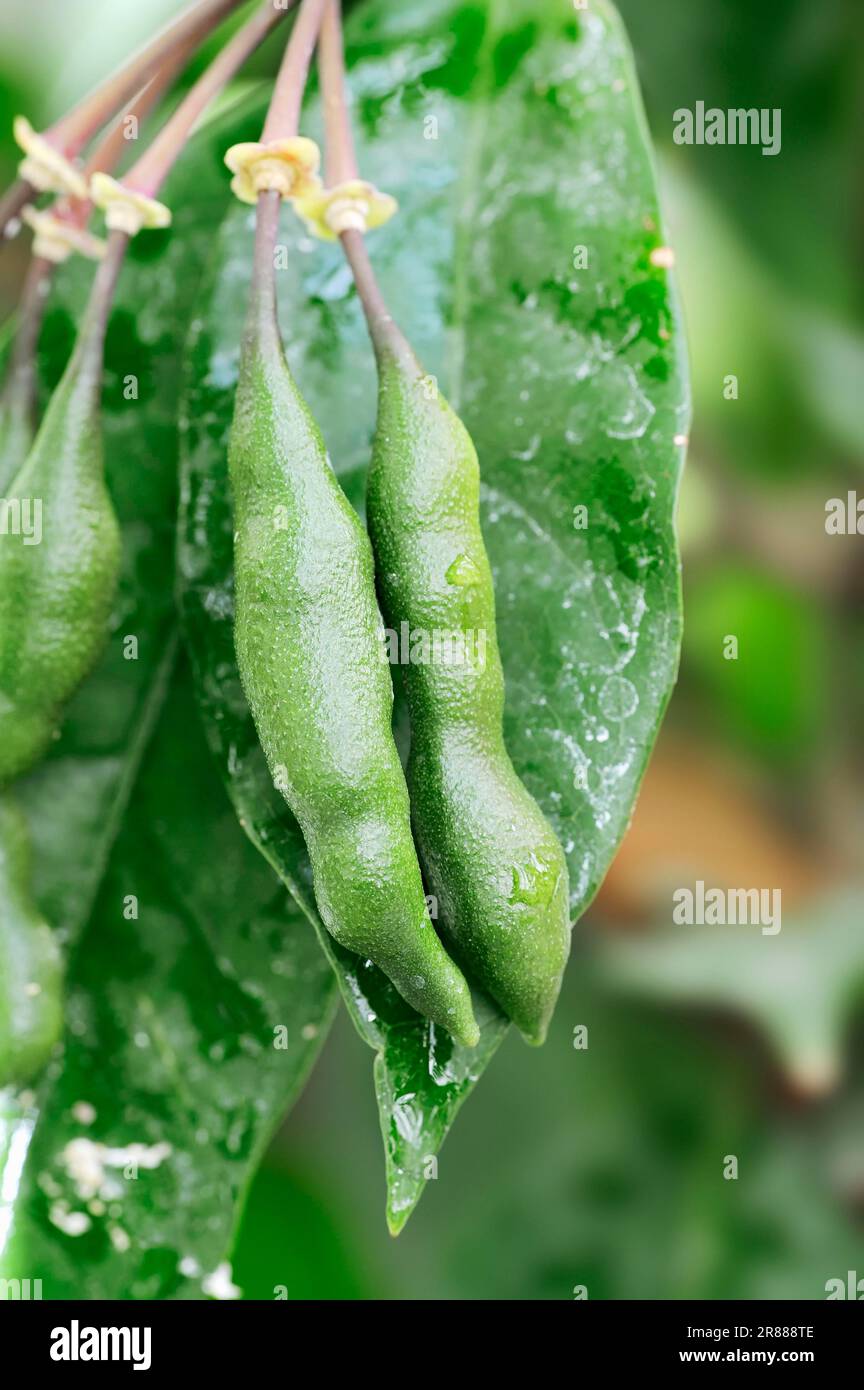 Cola tree hi-res stock photography and images - Alamy