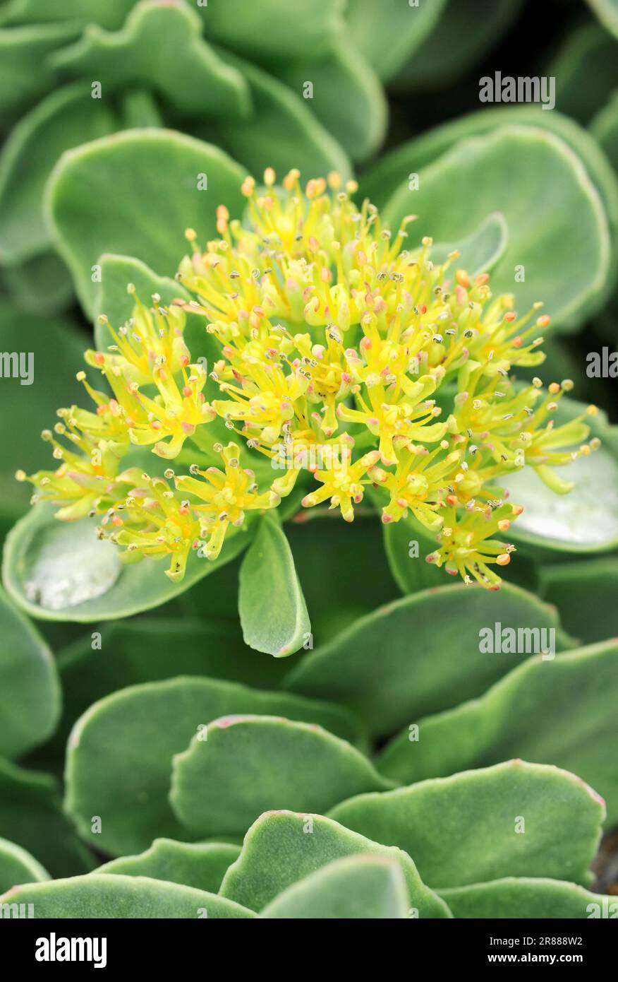Golden root flower hi-res stock photography and images - Alamy