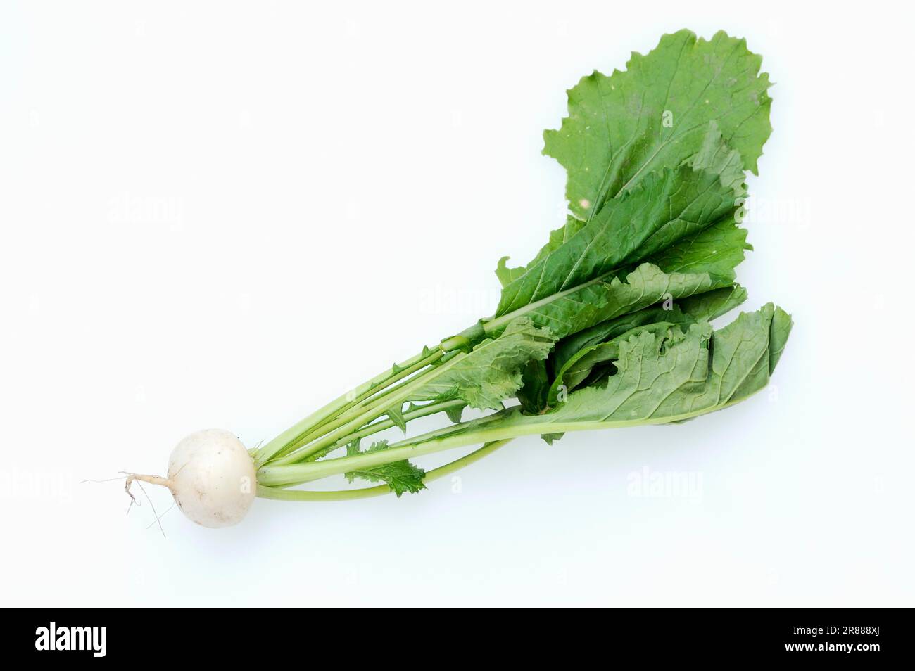 May turnip (Brassica rapa ssp. rapa var. majalis Stock Photo - Alamy