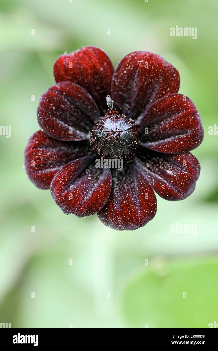 Chocolate cosmos hi-res stock photography and images - Alamy