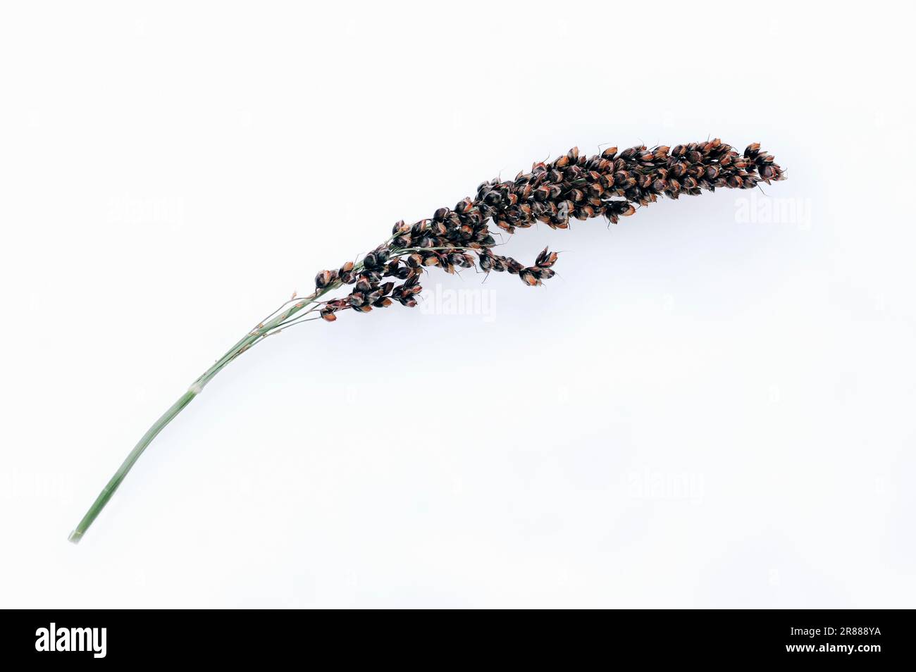 Sorghum bicolor (Sorghum vulgare), Sorghum Stock Photo - Alamy
