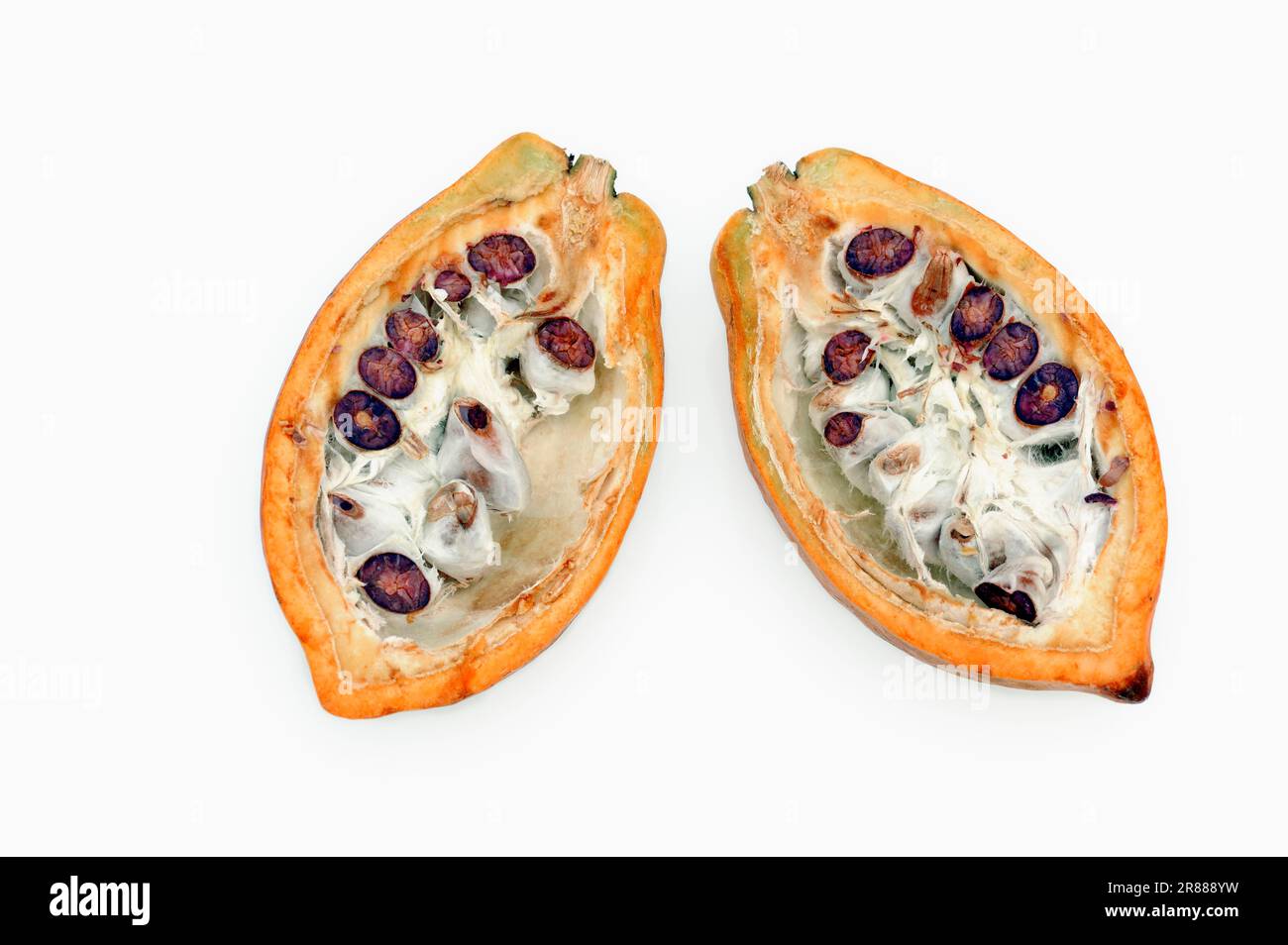 Cocoa fruit with cocoa tree (Theobroma cacao Stock Photo - Alamy