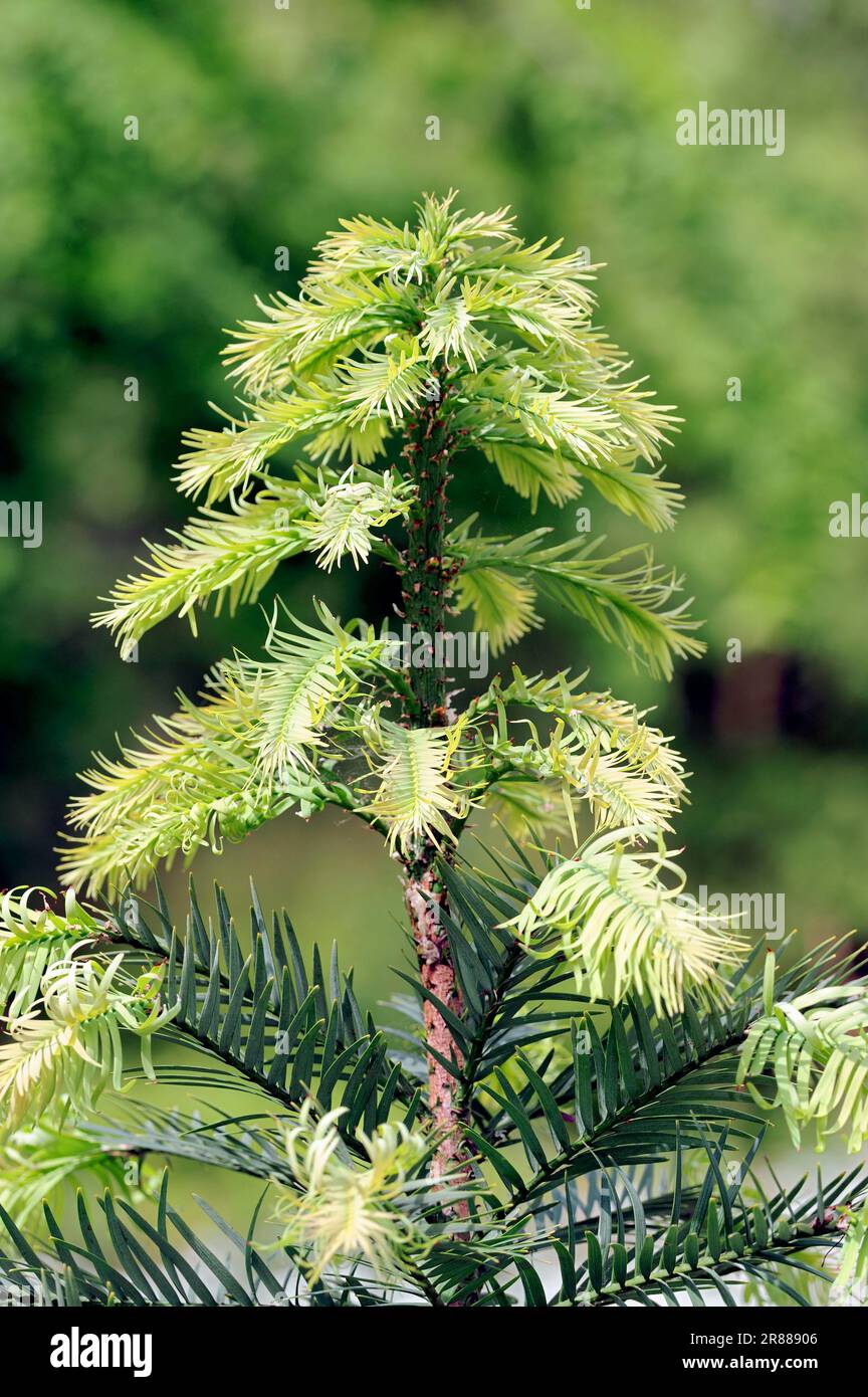 Wollemia (Wollemia nobilis), living fossil, Araraucariaceae Stock Photo ...