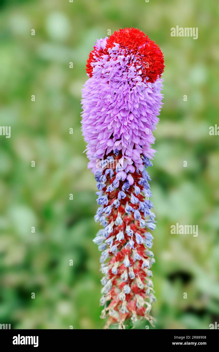 Orchid primrose (Primula vialii Stock Photo - Alamy