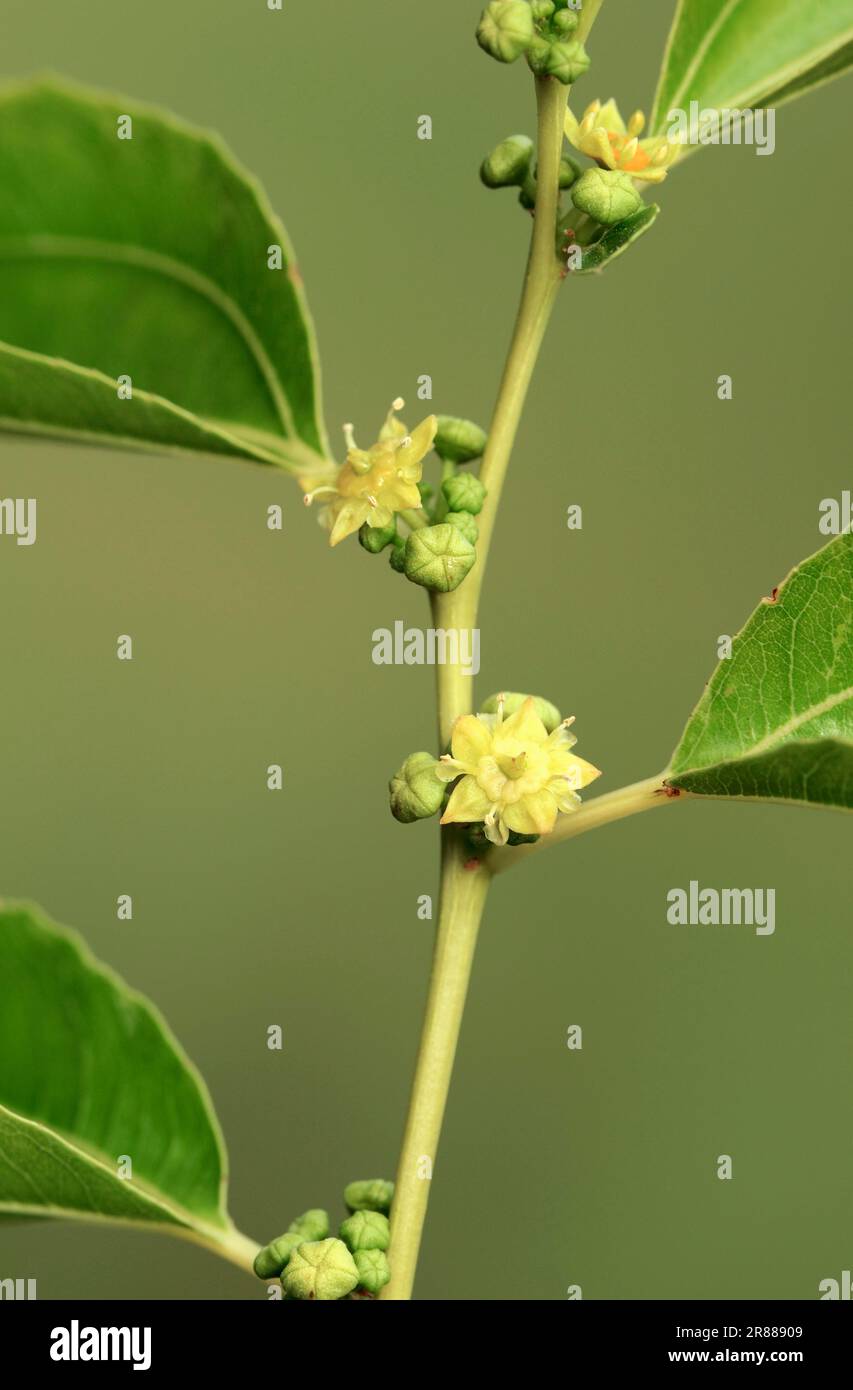 Zizyphus jujuba hi-res stock photography and images - Alamy
