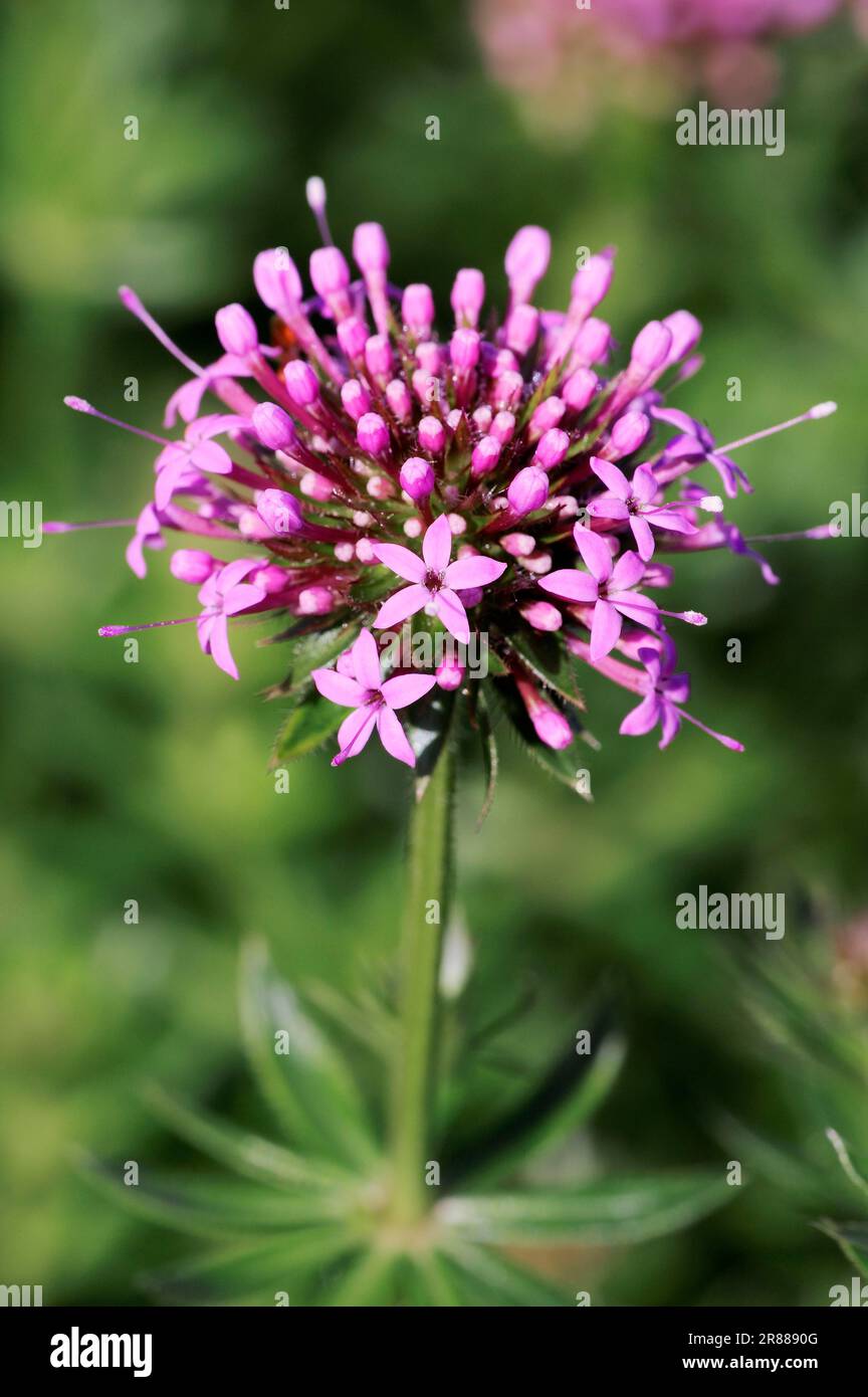 Crosswort (Phuopsis stylosa Stock Photo - Alamy
