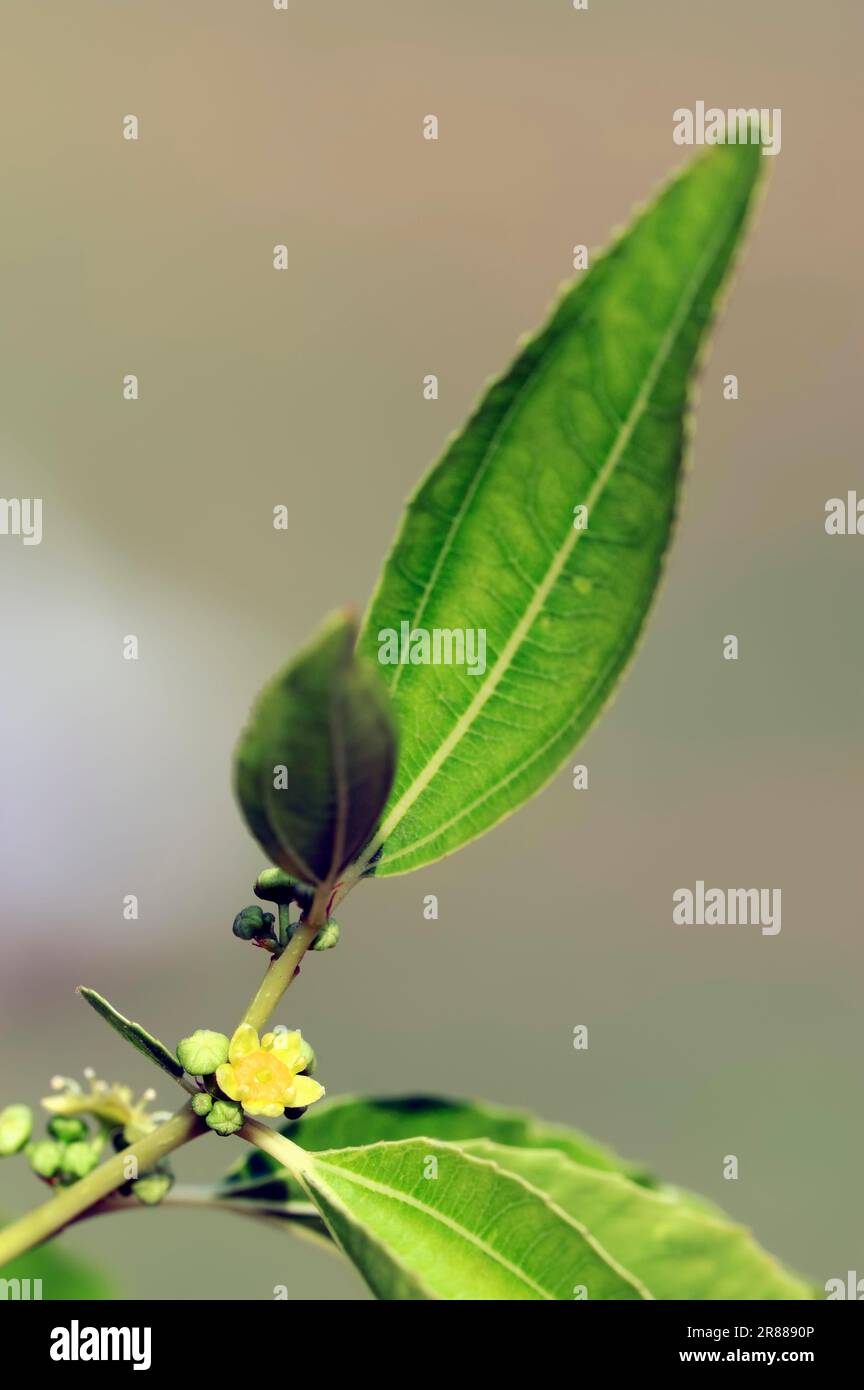 Jujube (Zizyphus jujuba) (Zizyphus sativa), Chinese Date, Rhamnaceae ...