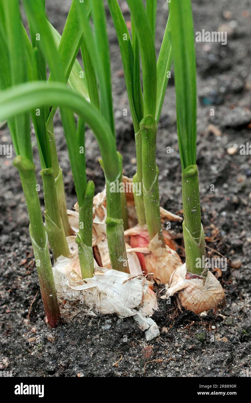 Garlic (Allium sativum Stock Photo - Alamy