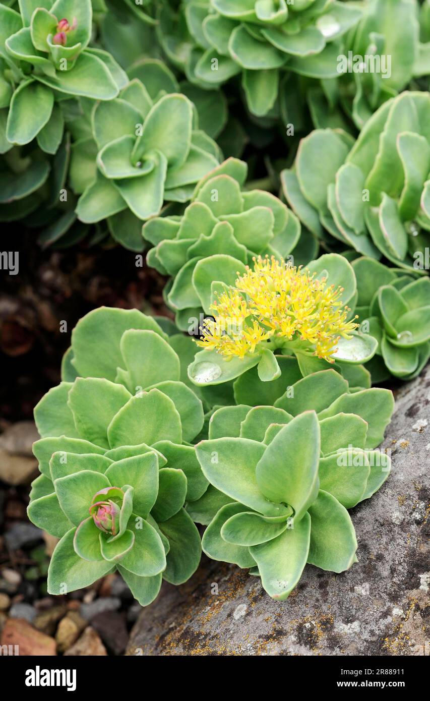 Roseroot, Golden Root (Rhodiola rosea), Aaron's Rod Stock Photo - Alamy