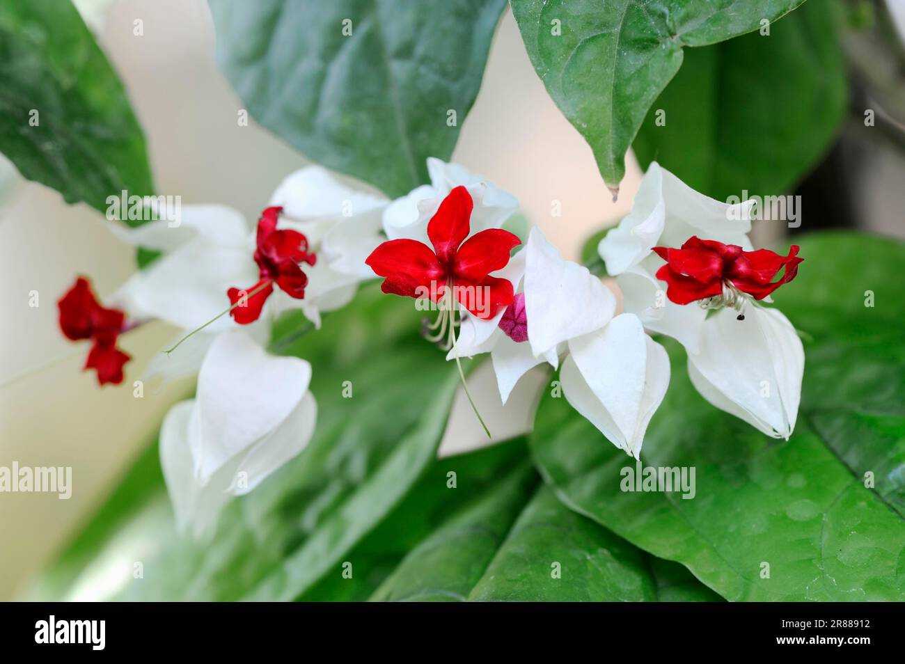 Bleeding Heart Glorybower (Clerodendrum thomsoniae), Bleeding Heart ...