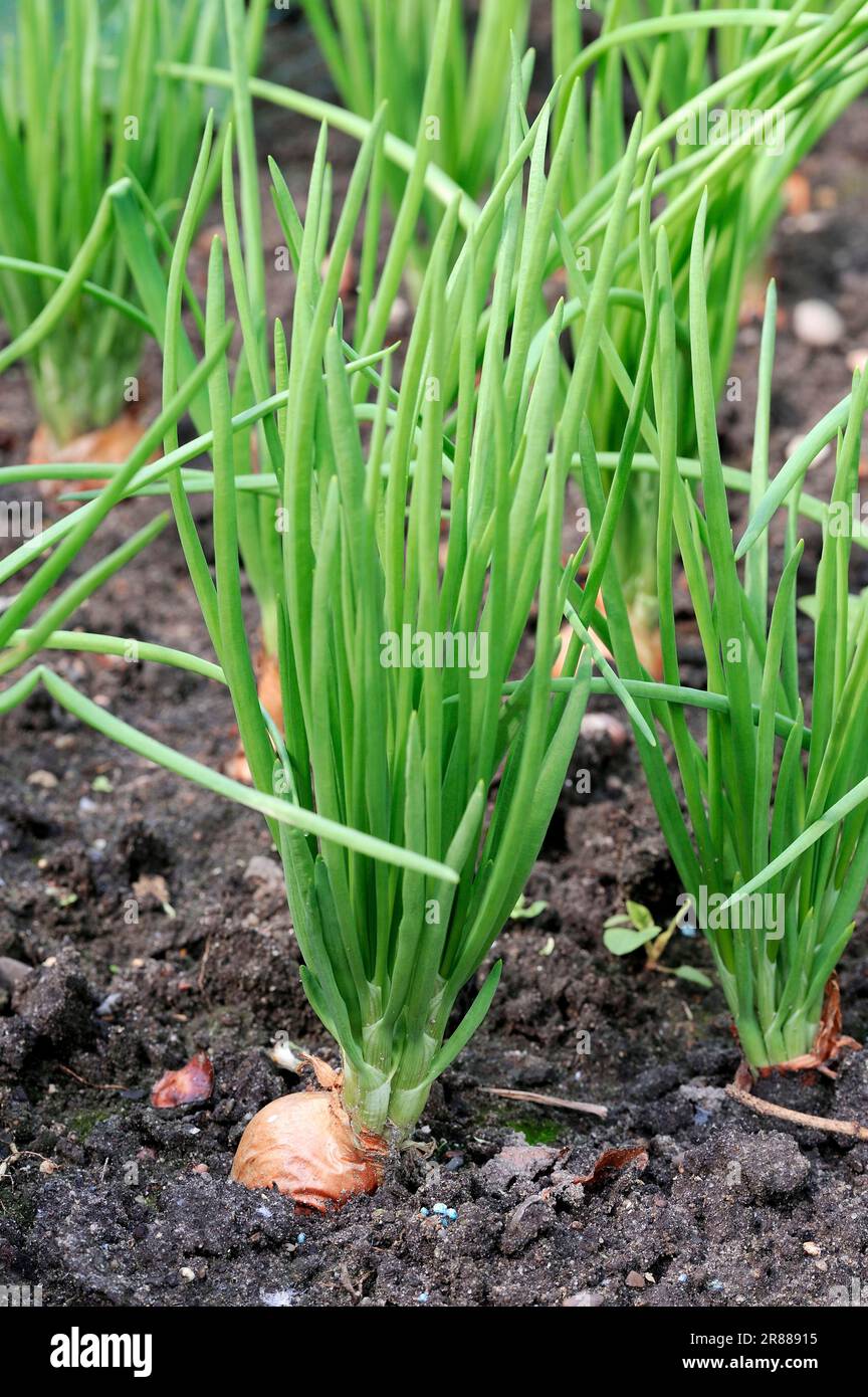 Shallot allium ascalonium hi-res stock photography and images - Alamy