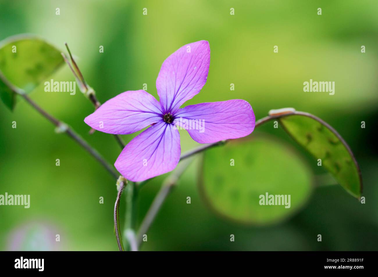 Annual honesty (Lunaria annua), fruiting head with seeds, moon violet ...