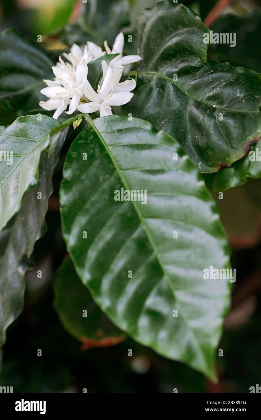 Coffee bush, leaf and arabica coffee (Coffea arabica Stock Photo - Alamy