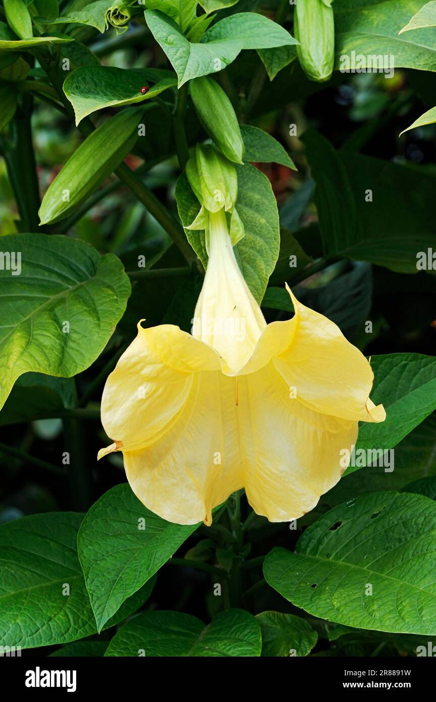 Golden Angel's Trumpet (Brugmansia aurea), Yellow Angel's Trumpet Stock ...