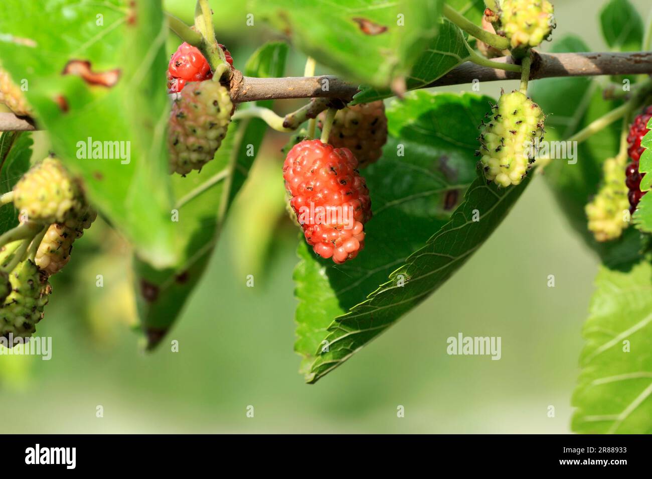 Black Mulberry (Morus nigra) Tree, branch with fruits, Greece Stock ...