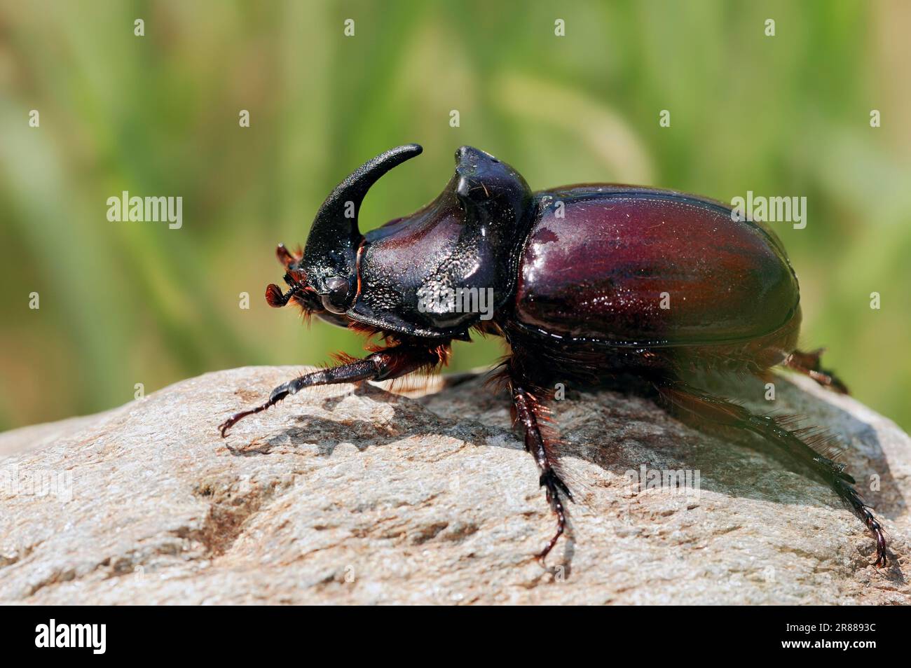 Rhinoceros beetle, european rhinoceros beetle (Oryctes nasicornis ...