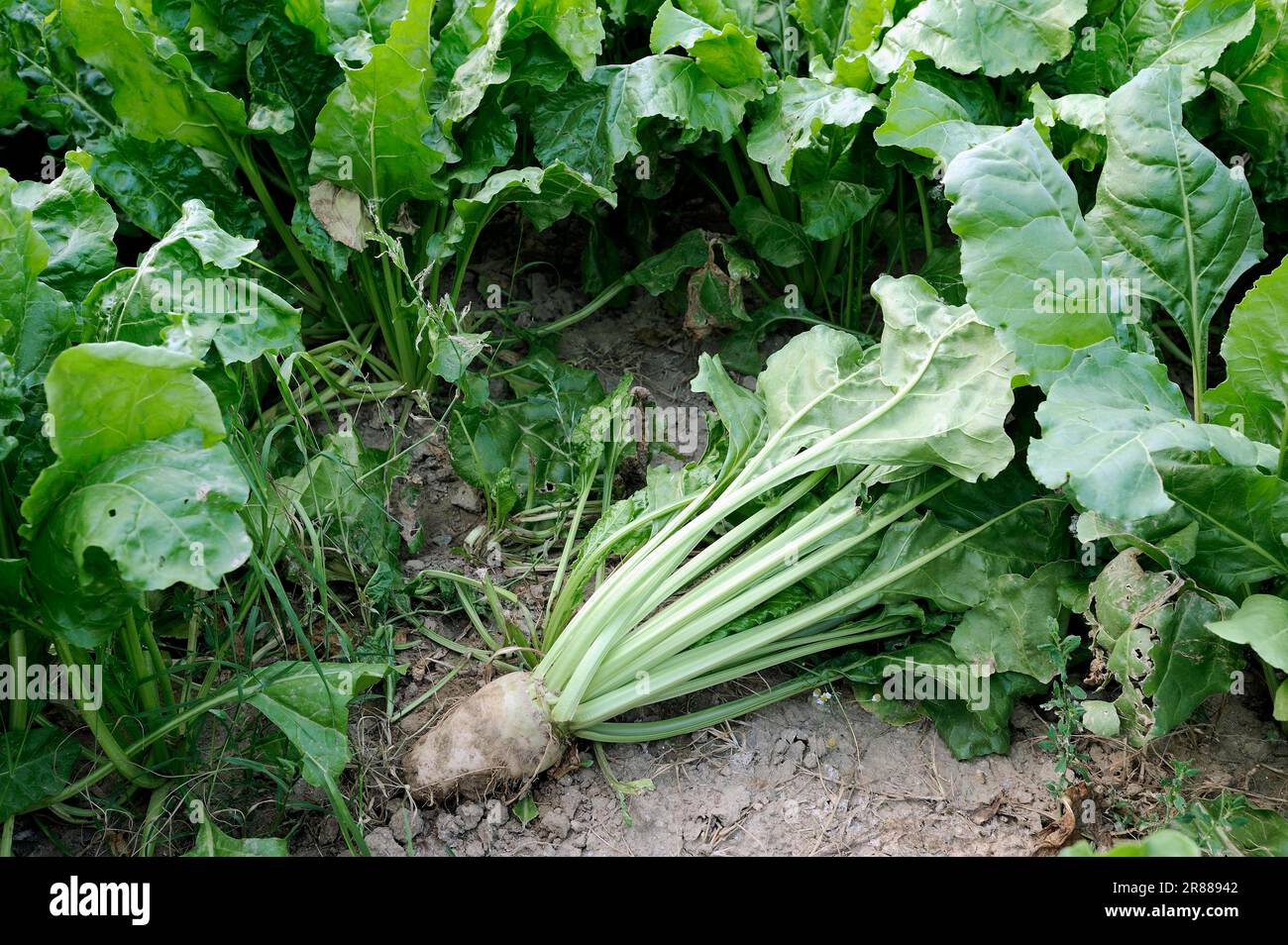 Sugar Beet (Beta vulgaris ssp. vulgaris var. altissima Stock Photo - Alamy