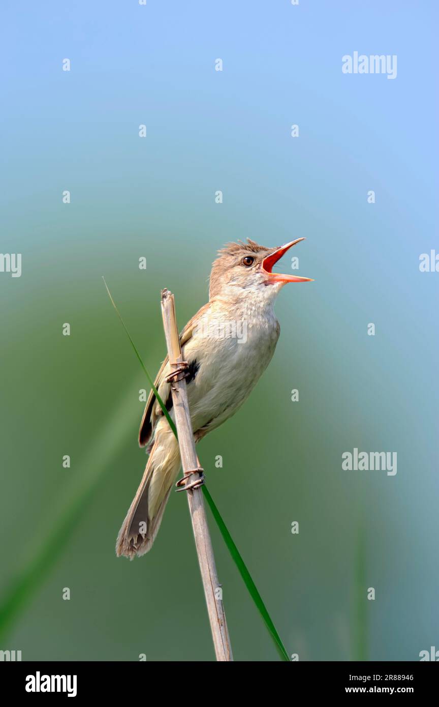Great Reed Warbler (Acrocephalus arundinaceus), male, Greece Stock ...