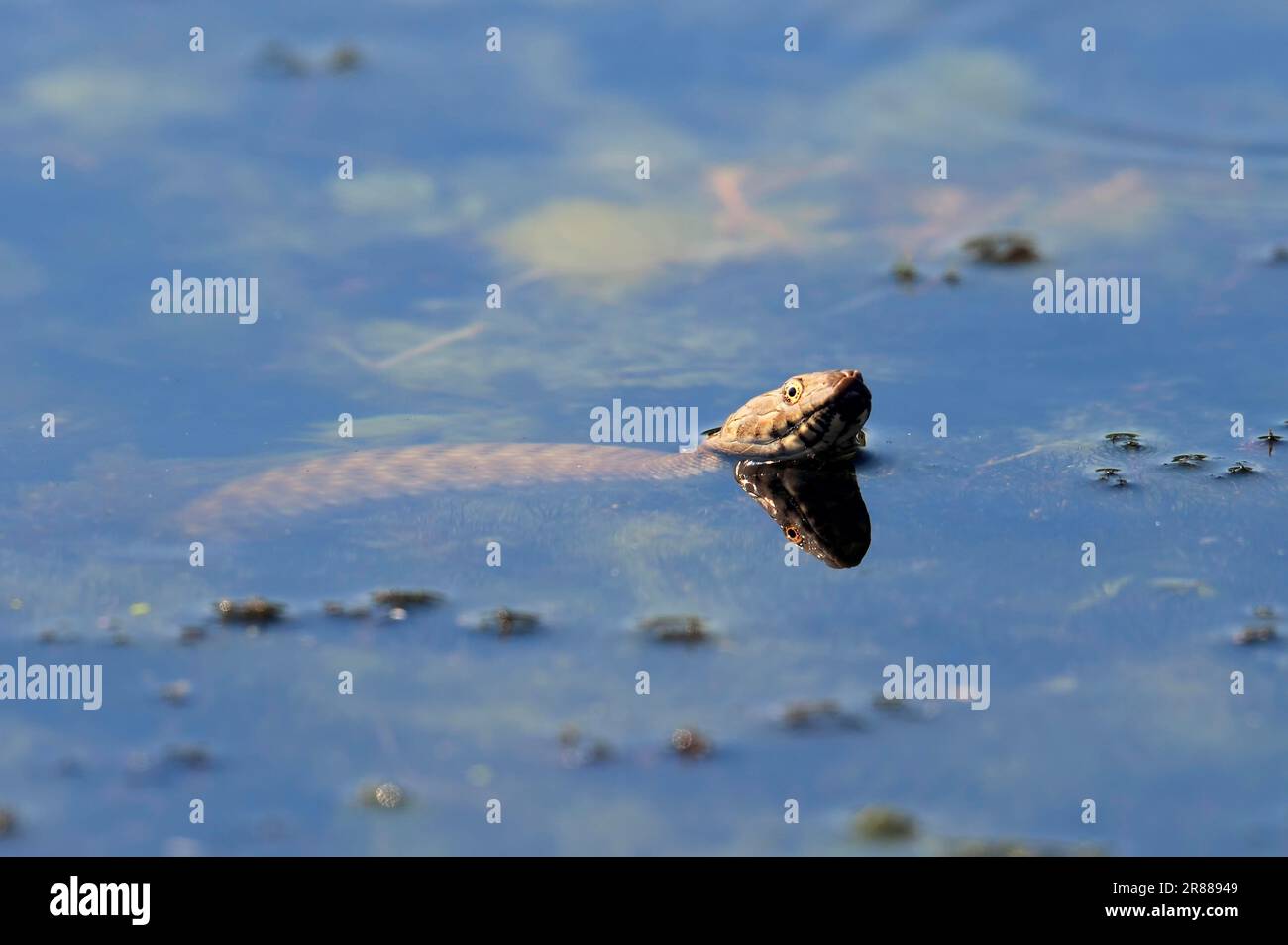 Dice snake natrix tessellata water hi-res stock photography and images ...