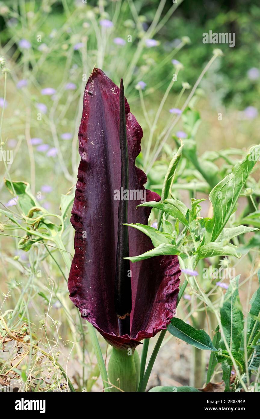 Dragon Arum (Dracunculus vulgaris), Greece, Voodoo Lily, Ragons, Snake ...