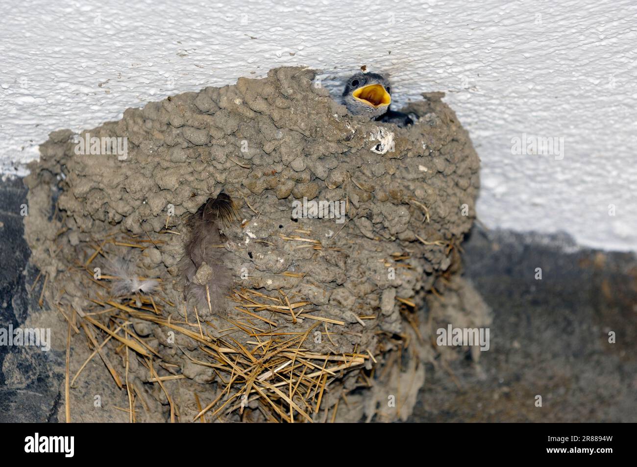 Juvenile house martin hi-res stock photography and images - Alamy