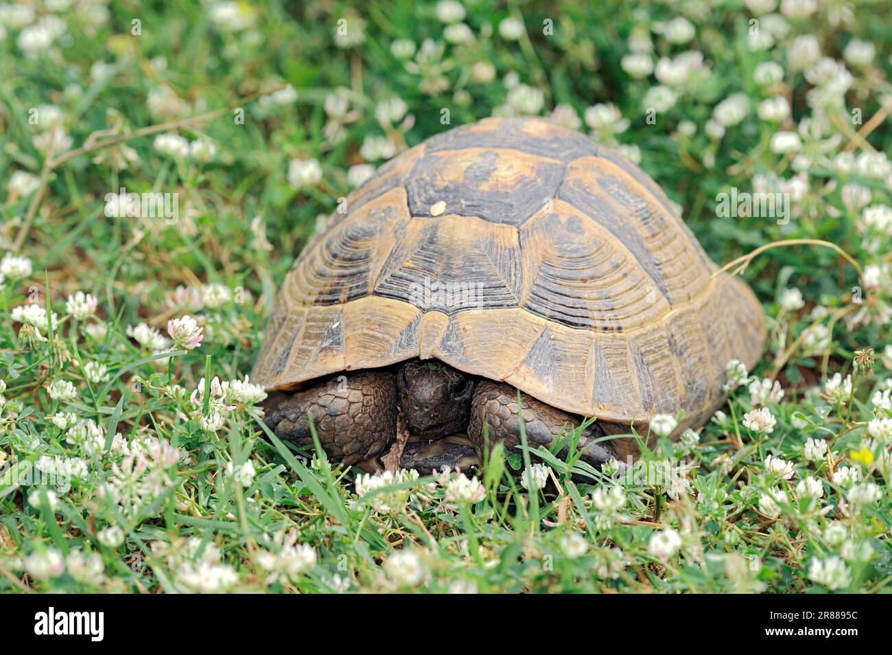 Herman's tortoise (Testudo hermanni boettgeri), Boettgers' tortoise ...