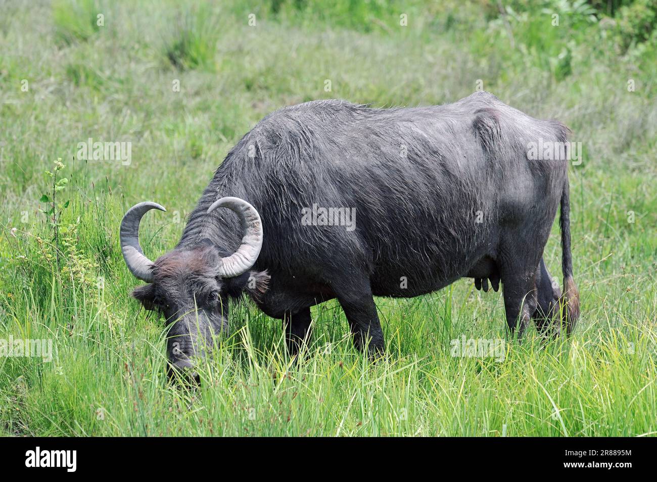 House buffalo (Bos arnee), cow, kerabau, carabao, water buffalo ...