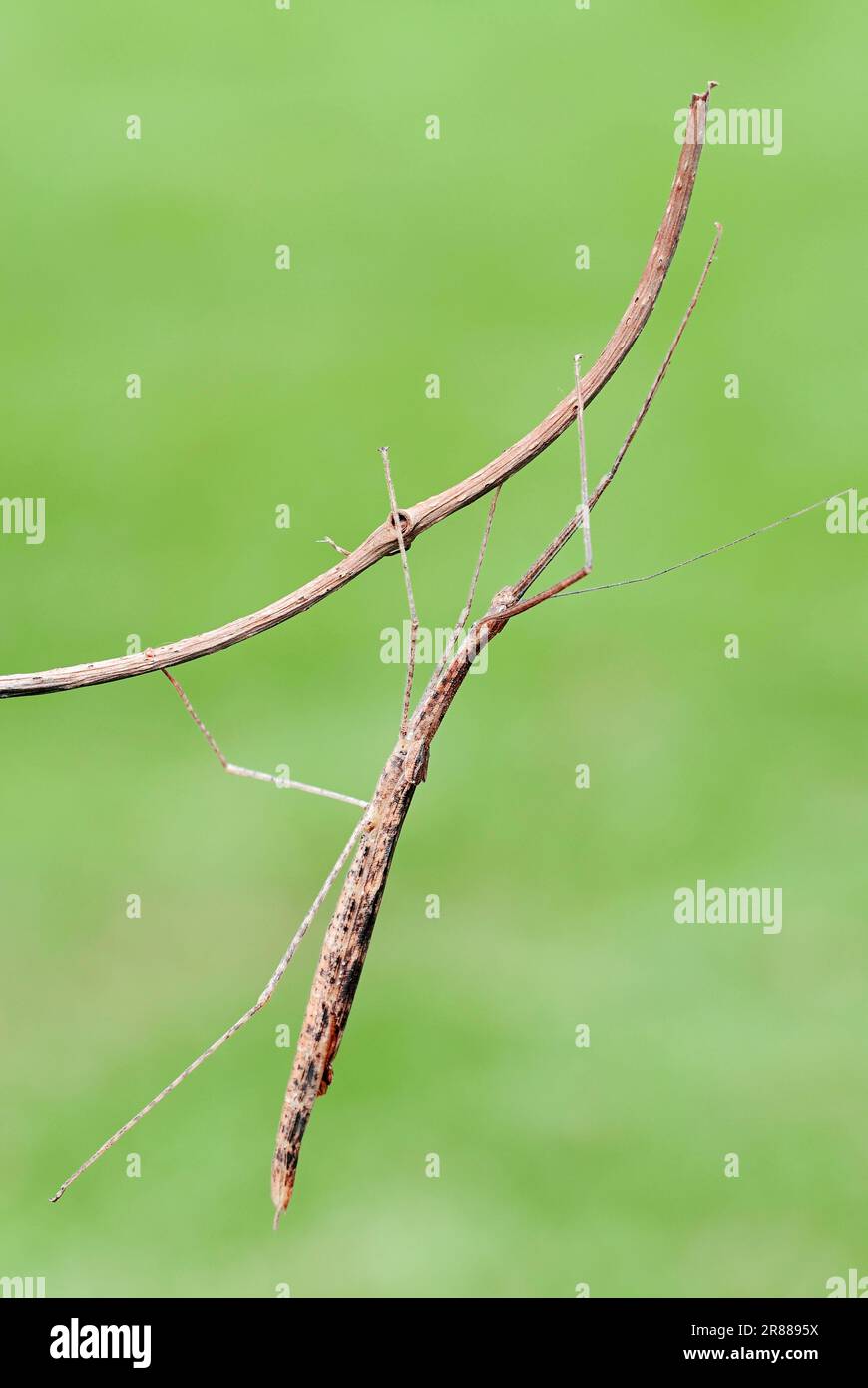Winged stick insect (Sipyloidea sipylus), stick insect, rose-winged ...