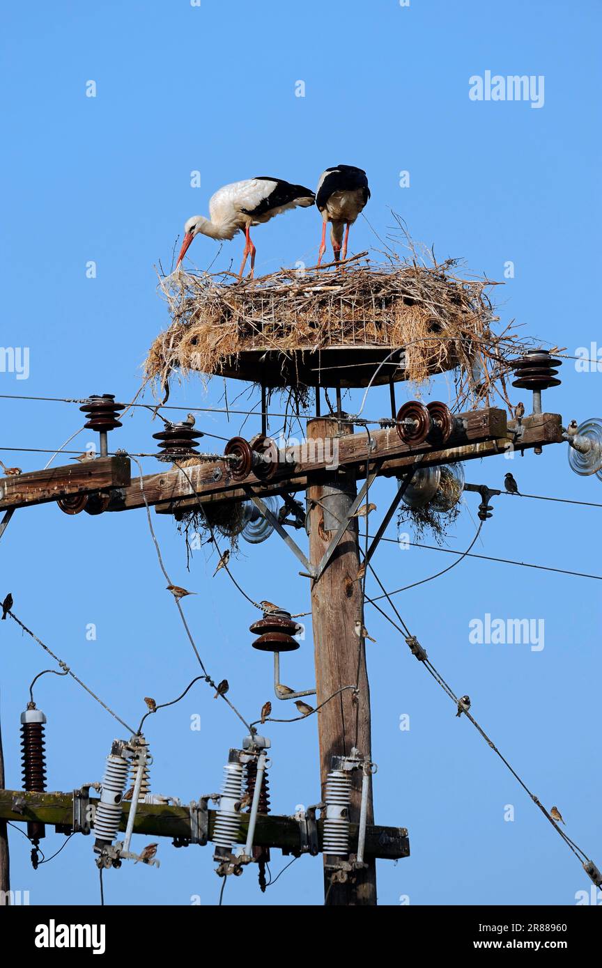 White stork (Ciconia ciconia), pair at nest, power line pole ...