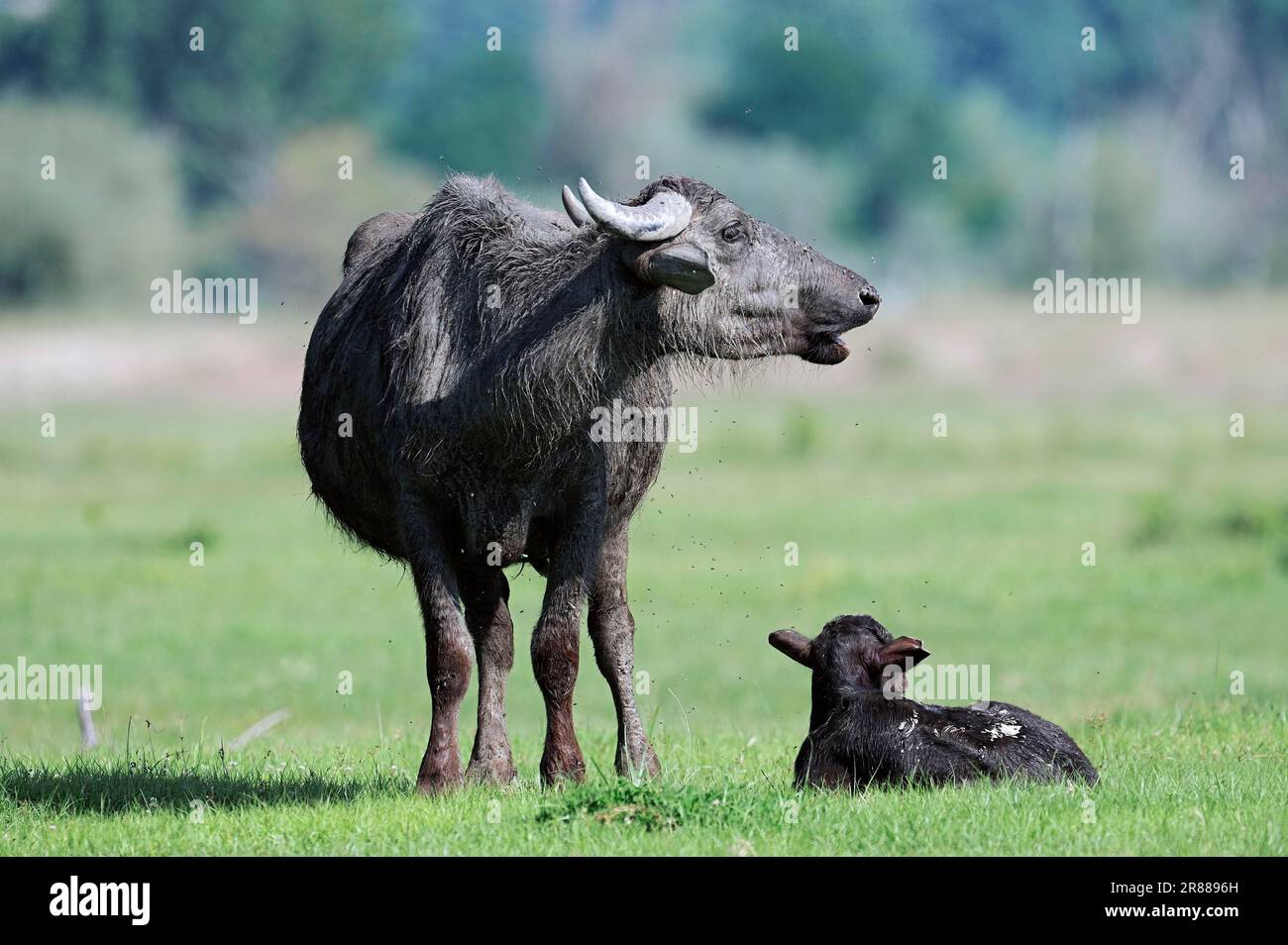 Calf house hi-res stock photography and images - Alamy