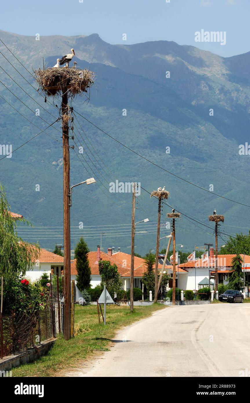 White Stork (Ciconia ciconia), nests on electric pylons, Greece Stock ...