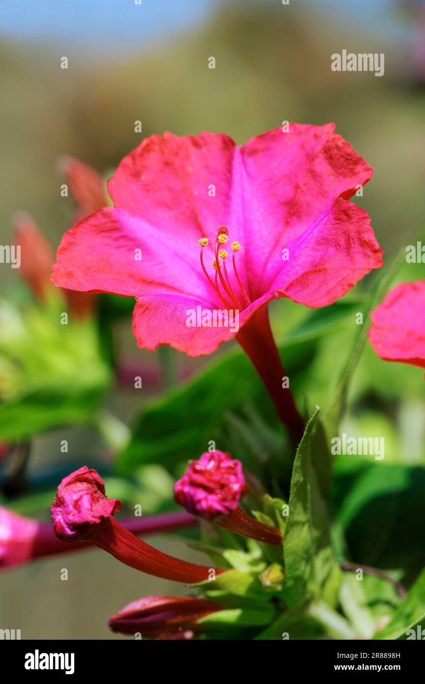 Four oclock plant hi-res stock photography and images - Alamy