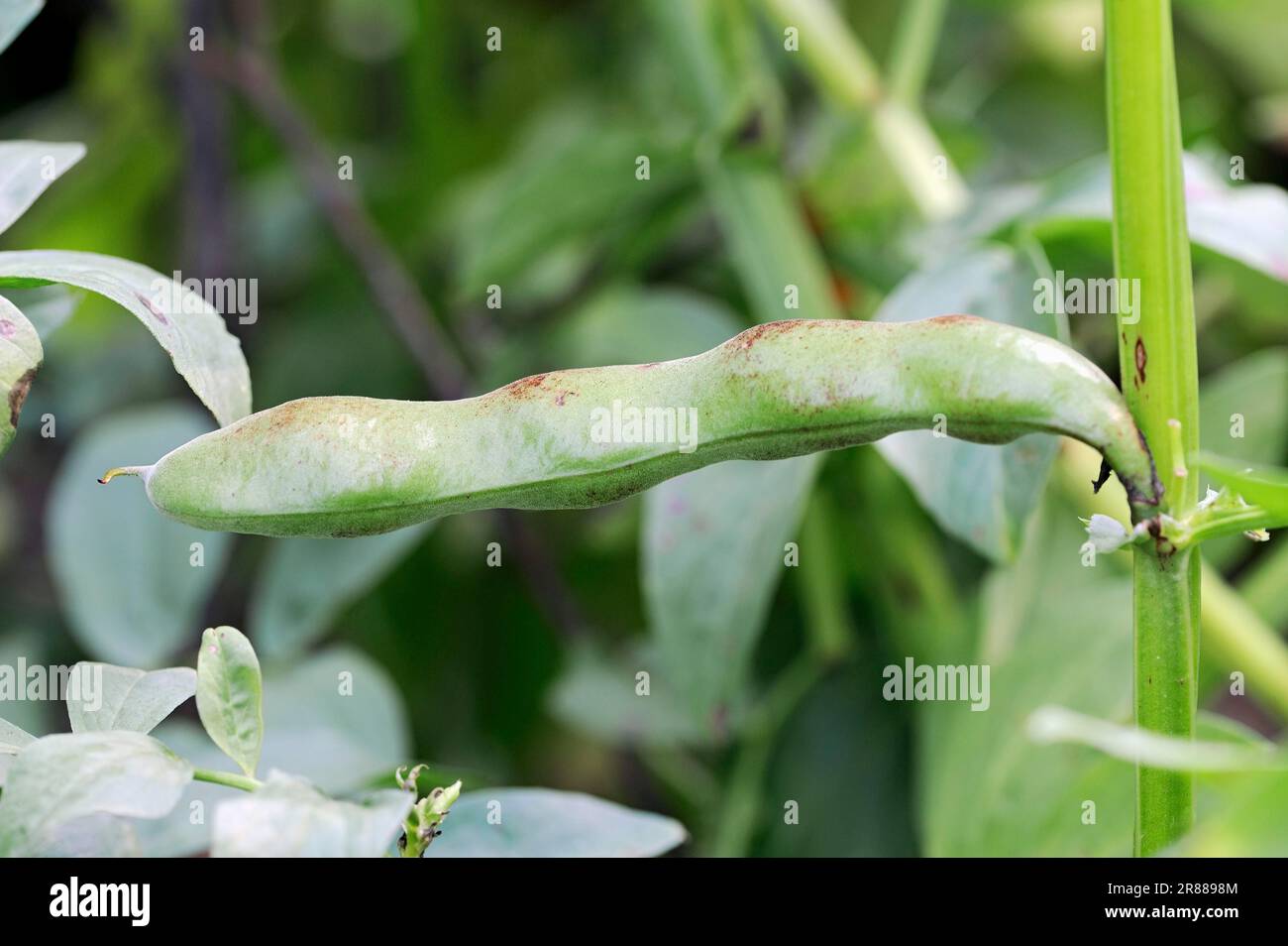Broad bean (Vicia faba), pod, fava bean, faba bean, horse bean, field ...