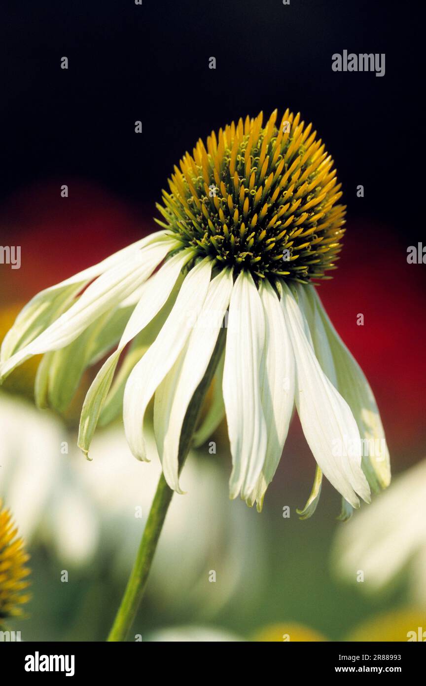 Coneflower 'White Swan', Purple Coneflower (Rudbeckia purpurea Stock ...