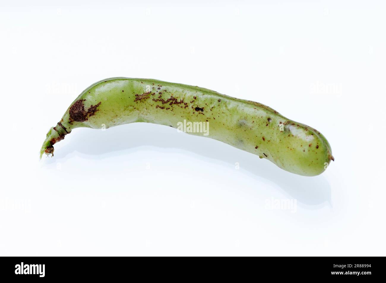 Broad bean (Vicia faba), pod, fava bean, faba bean, horse bean, field ...